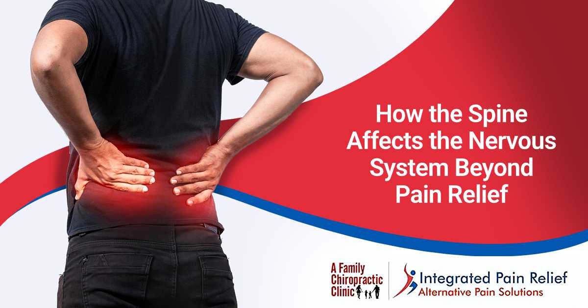 How the Spine and Nervous System Work Together to Support Regulation ...